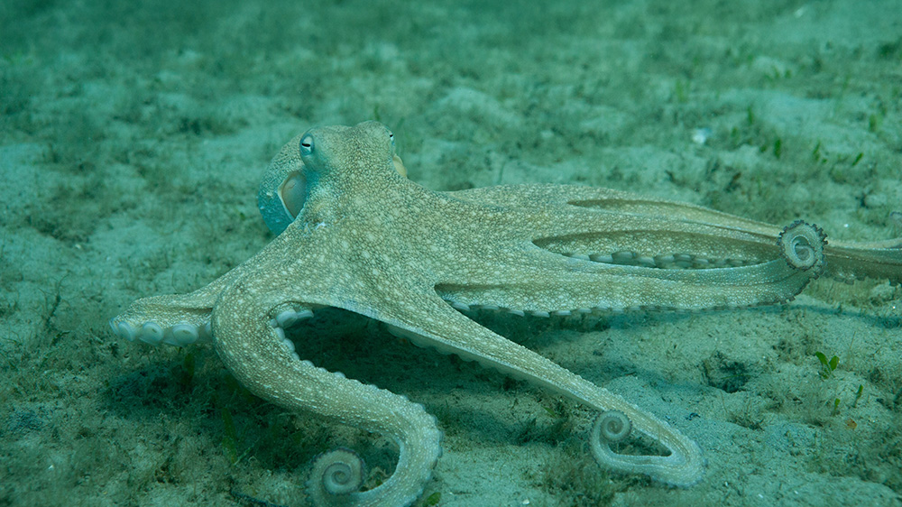 ‘Superarm’ Helps Male Octopuses Deliver Sperm to Females | Science | Marine Biological Laboratory